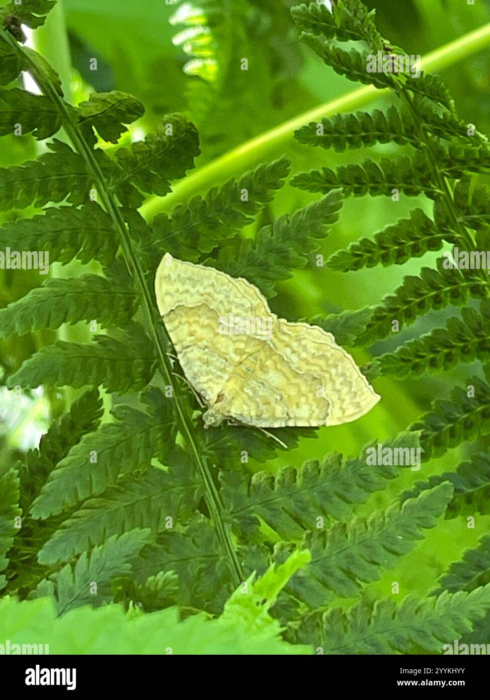 Yellow Shell Moth (Camptogramma bilineata Stock Photo - Alamy