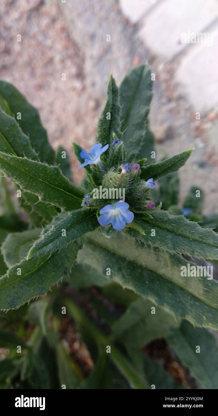 small bugloss (Anchusa arvensis Stock Photo - Alamy