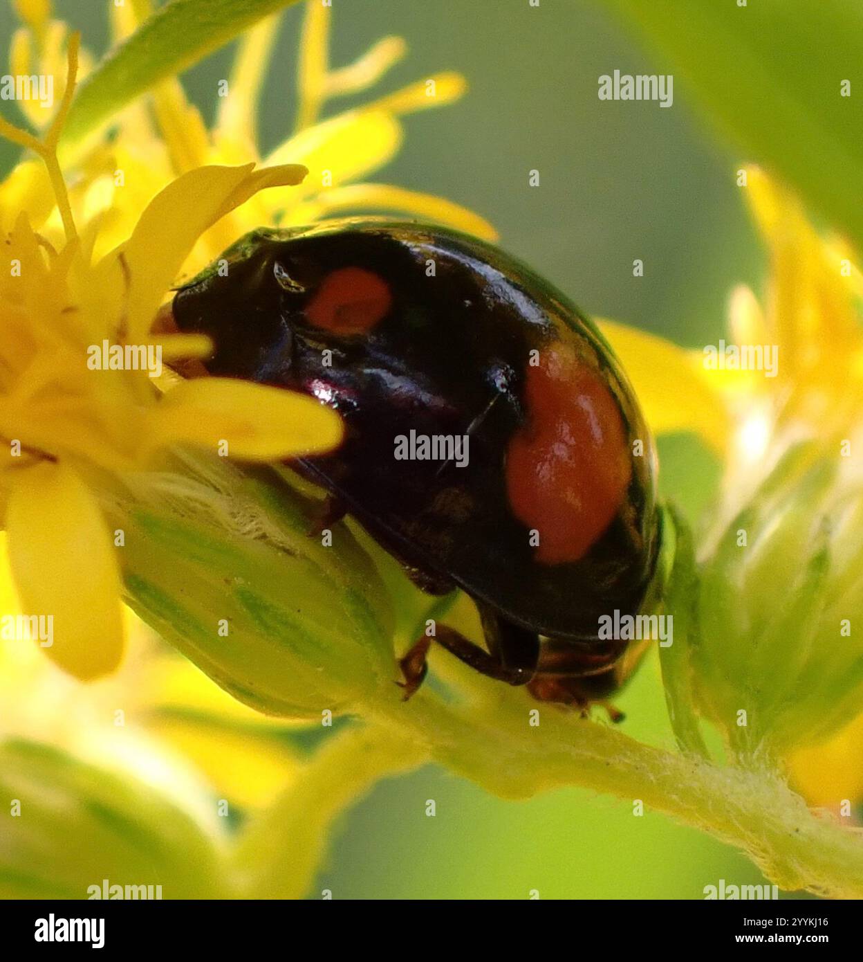 Asian Lady Beetle (Harmonia axyridis Stock Photo - Alamy