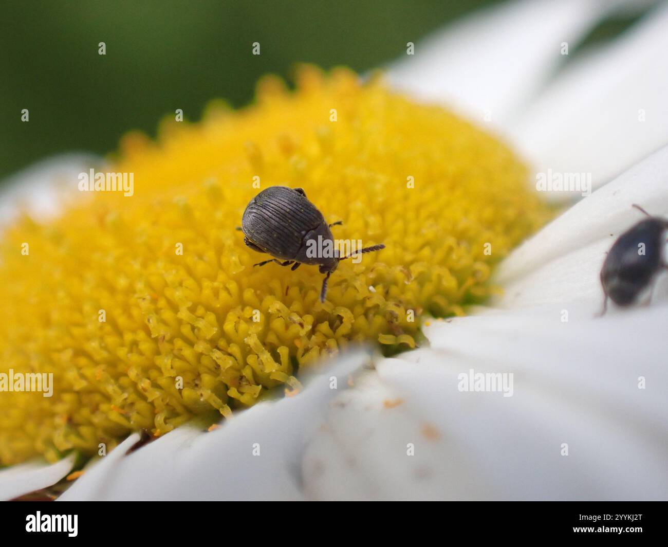 Broom Seed Beetle (Bruchidius villosus Stock Photo - Alamy