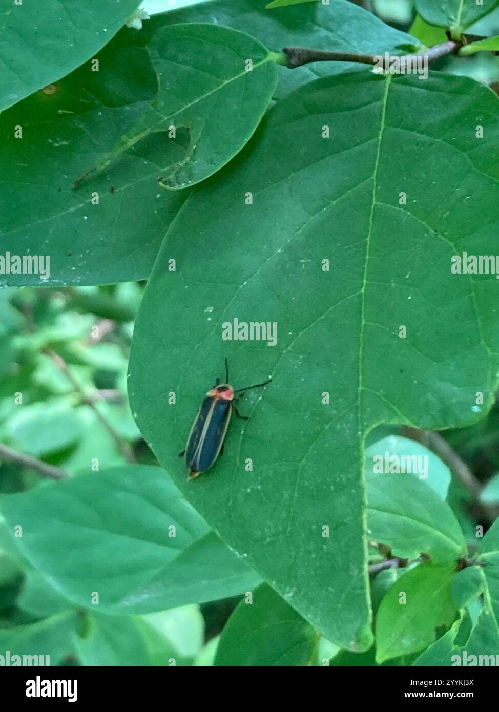 Common Eastern Firefly (Photinus pyralis Stock Photo - Alamy