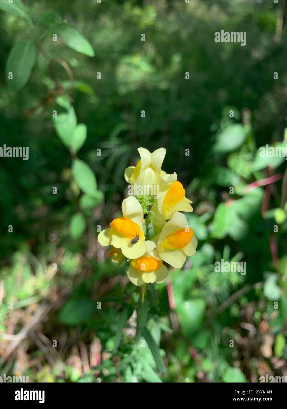 common toadflax (Linaria vulgaris Stock Photo - Alamy