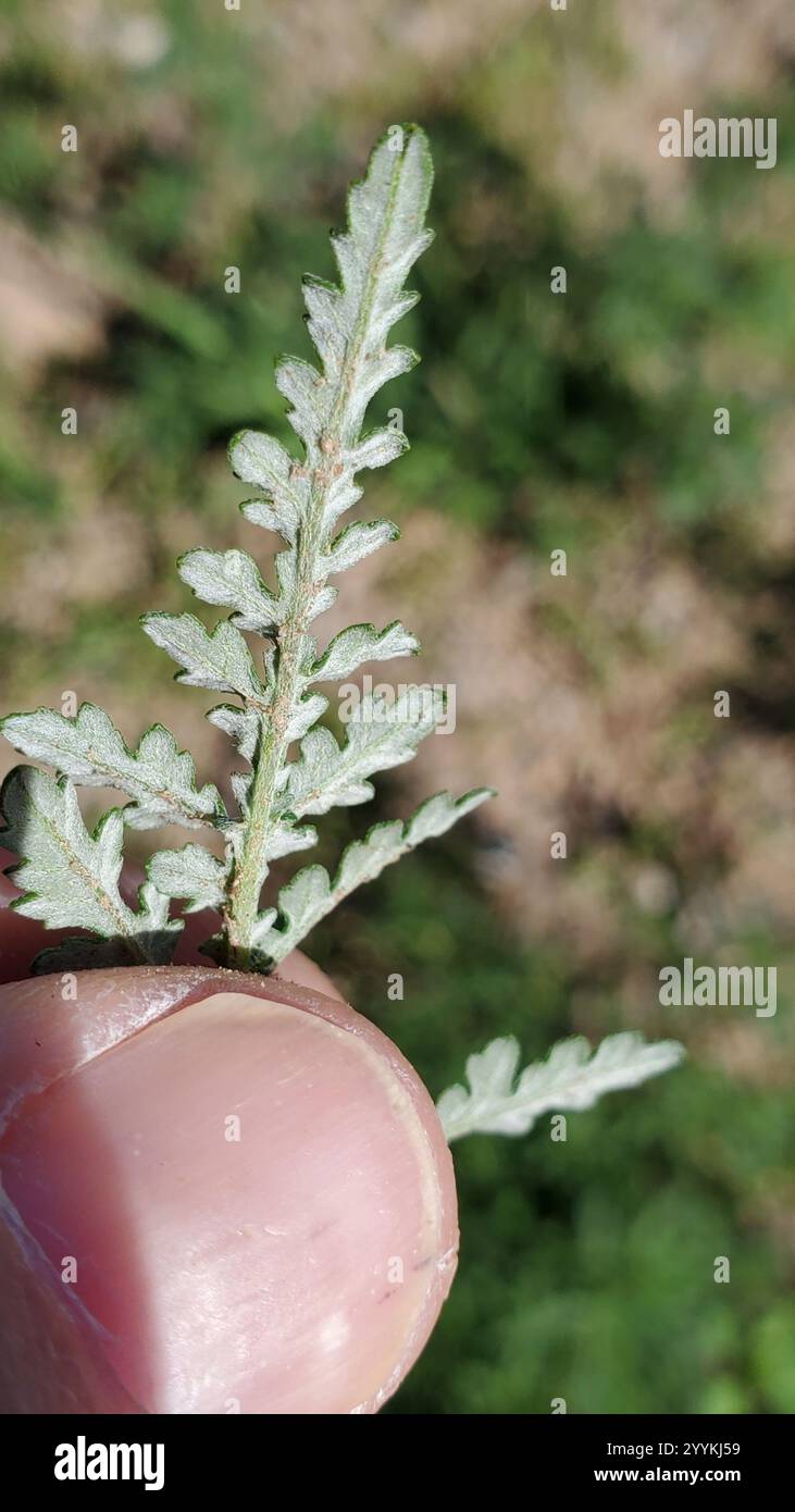 Skeletonleaf Bur Ragweed (Ambrosia tomentosa Stock Photo - Alamy
