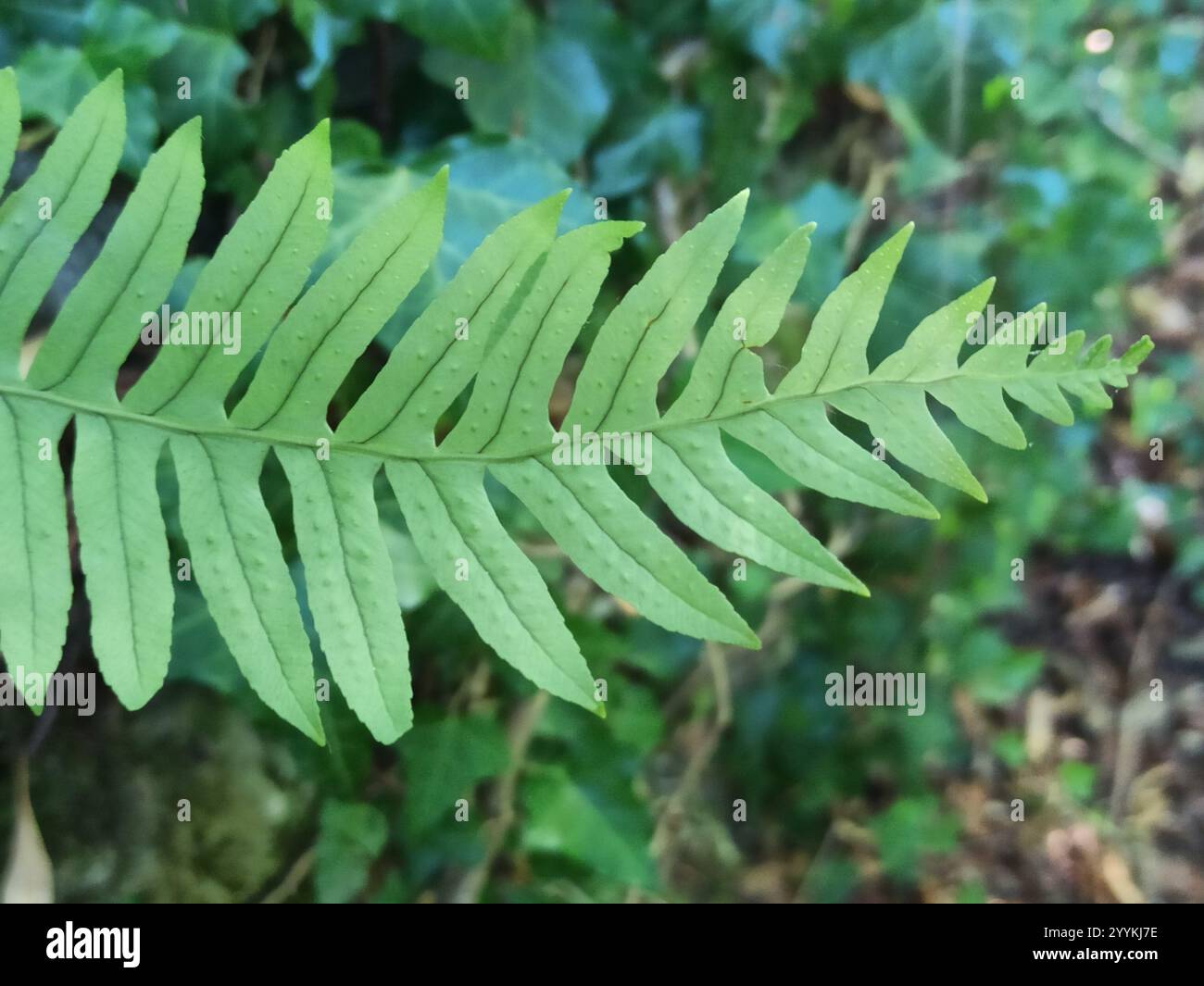 common polypody (Polypodium vulgare Stock Photo - Alamy