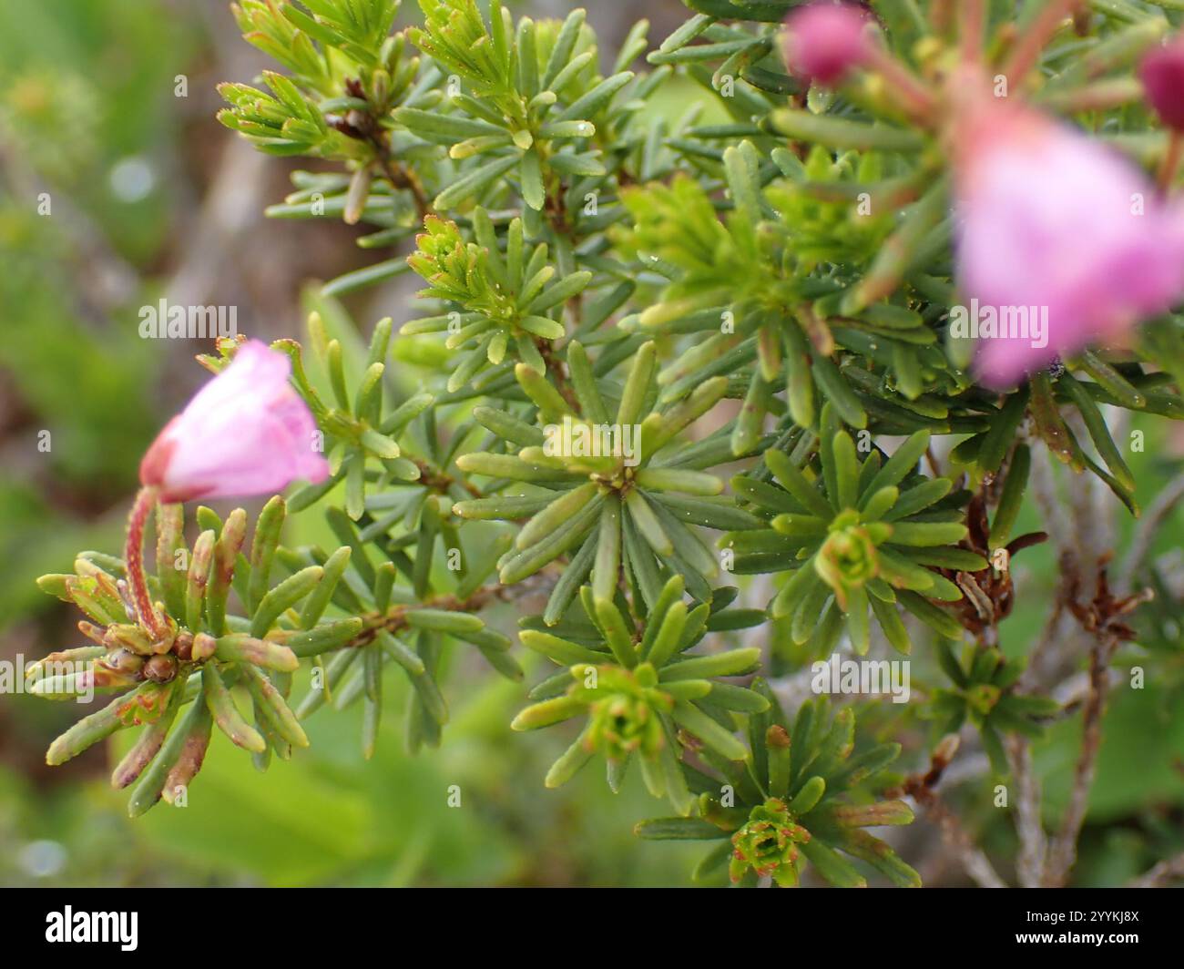 pink mountainheath (Phyllodoce empetriformis Stock Photo - Alamy