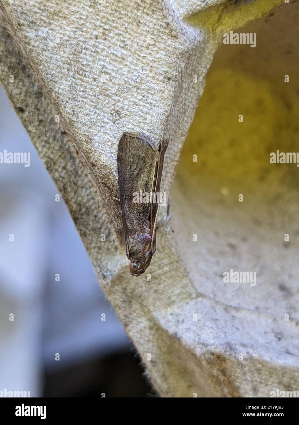 Dotted Oak Knot-horn (Phycita roborella Stock Photo - Alamy