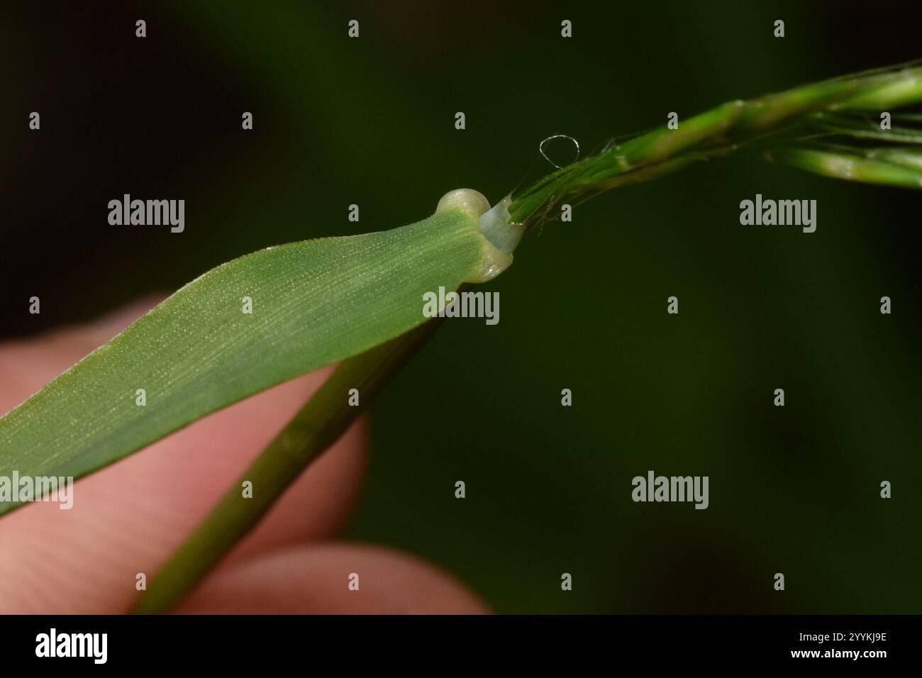 nodding trisetum (Graphephorum cernuum Stock Photo - Alamy