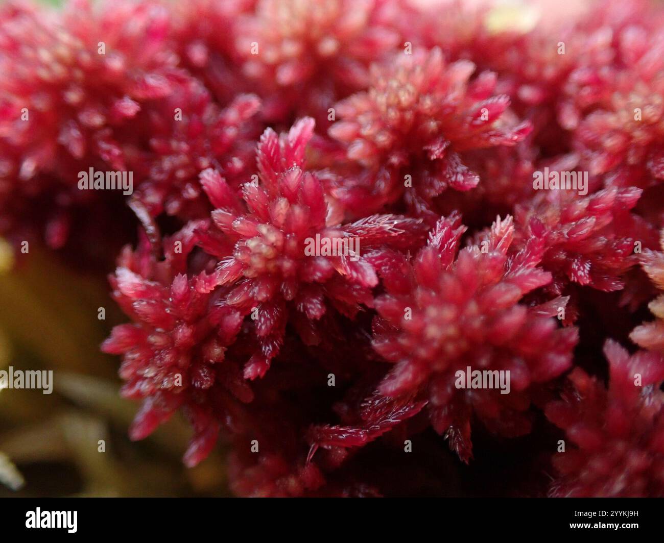 Sphagnum subg. Acutifolia (Acutifolia Stock Photo - Alamy