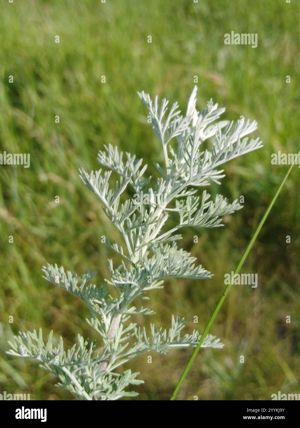 Roman Wormwood (Artemisia pontica Stock Photo - Alamy