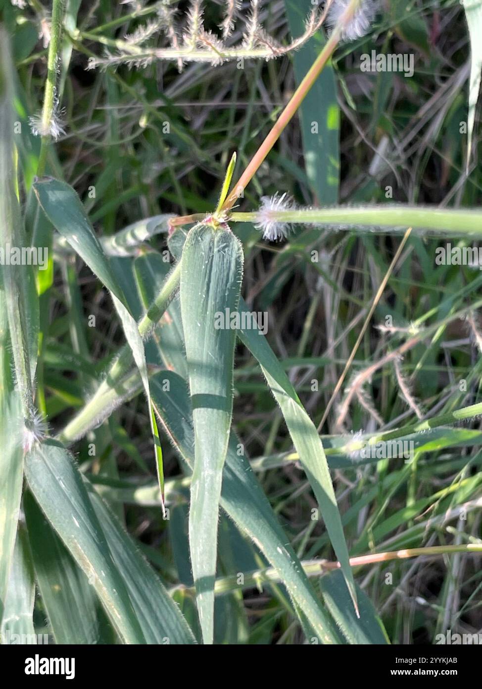 Molasses Grass (Melinis minutiflora Stock Photo - Alamy