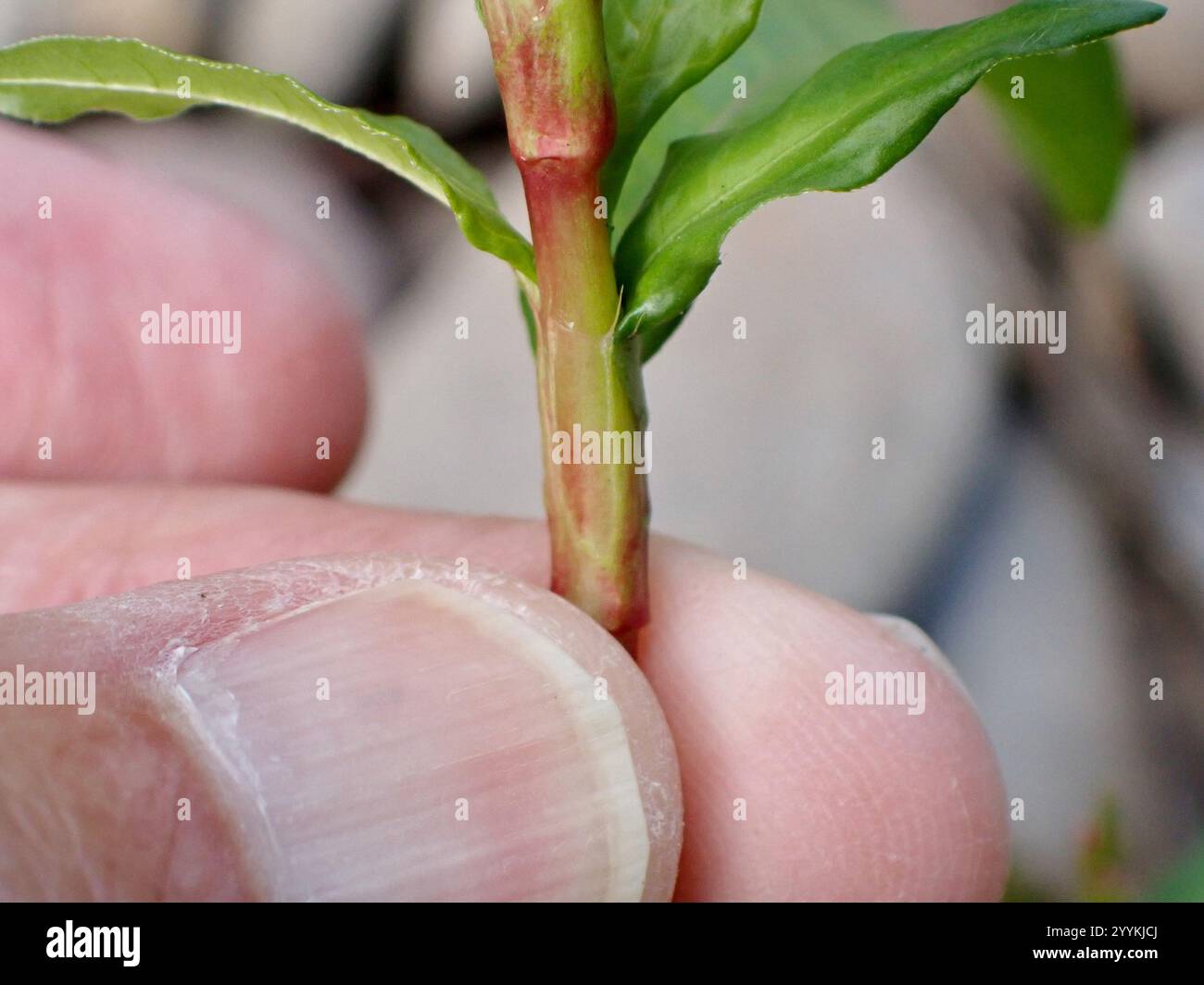 waterpepper (Persicaria hydropiper Stock Photo - Alamy