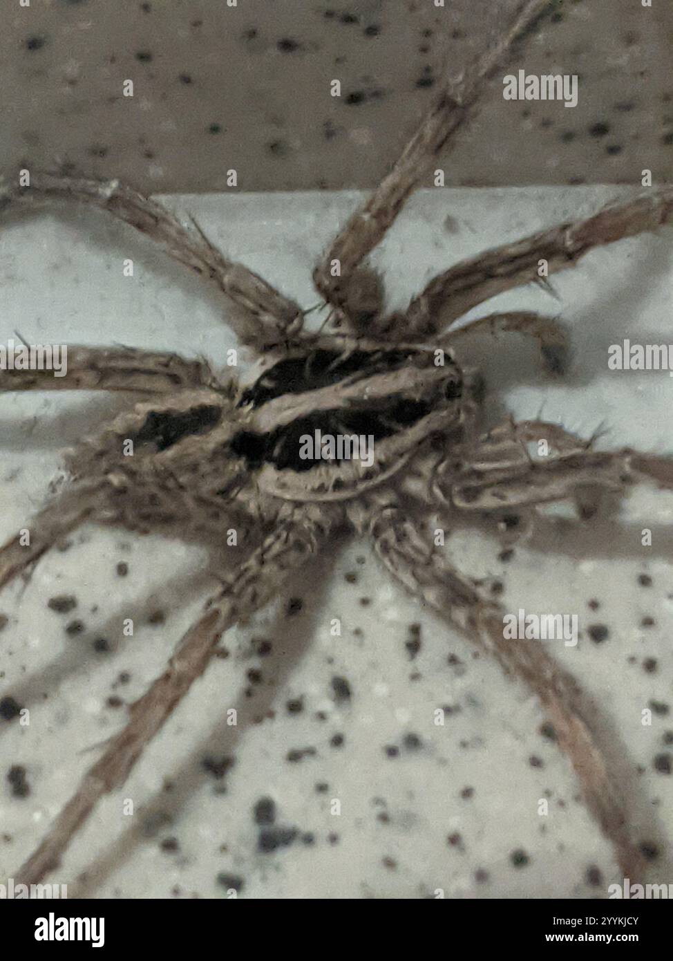 Radiated Wolf Spider (Hogna radiata Stock Photo - Alamy