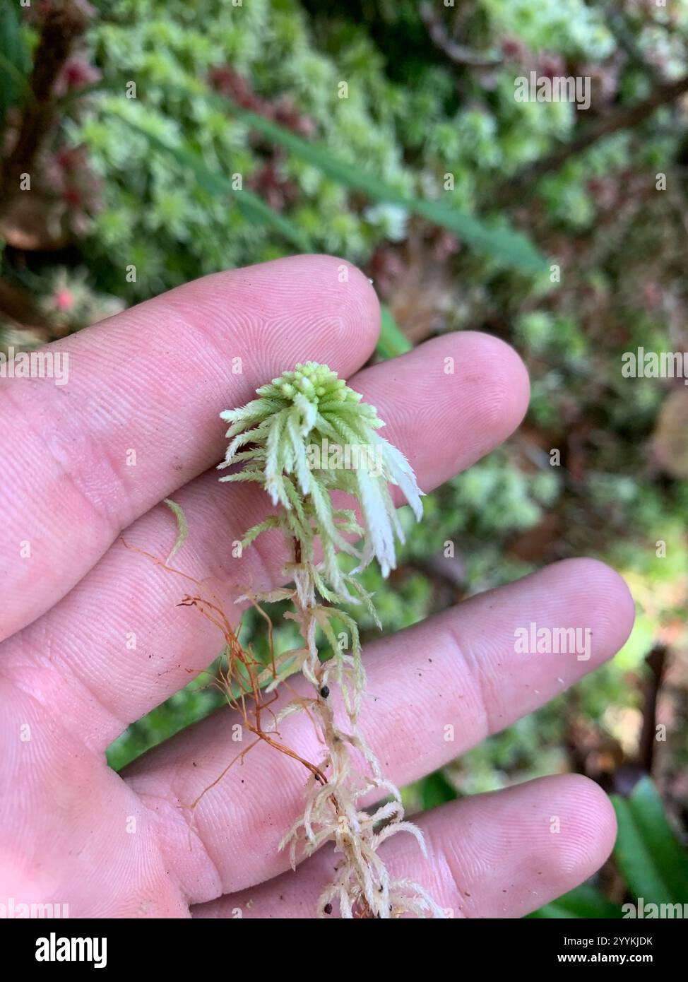 Sphagnum Moss Family (Sphagnaceae Stock Photo - Alamy
