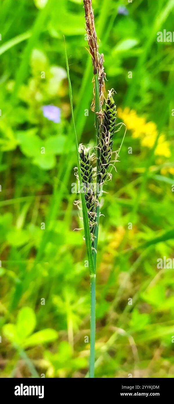 smooth black sedge (Carex nigra Stock Photo - Alamy