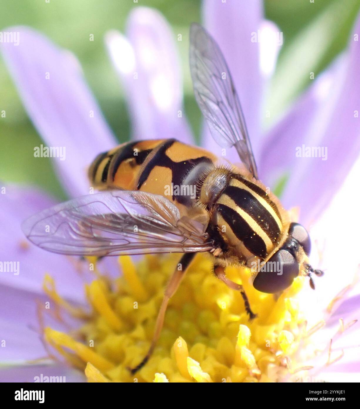 Sun Fly (Helophilus pendulus Stock Photo - Alamy
