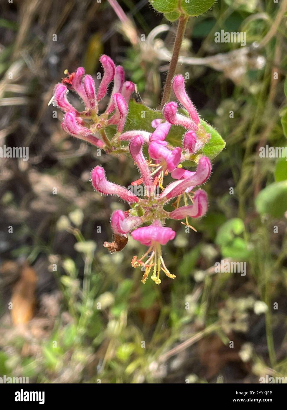 Pink Honeysuckle (Lonicera hispidula Stock Photo - Alamy