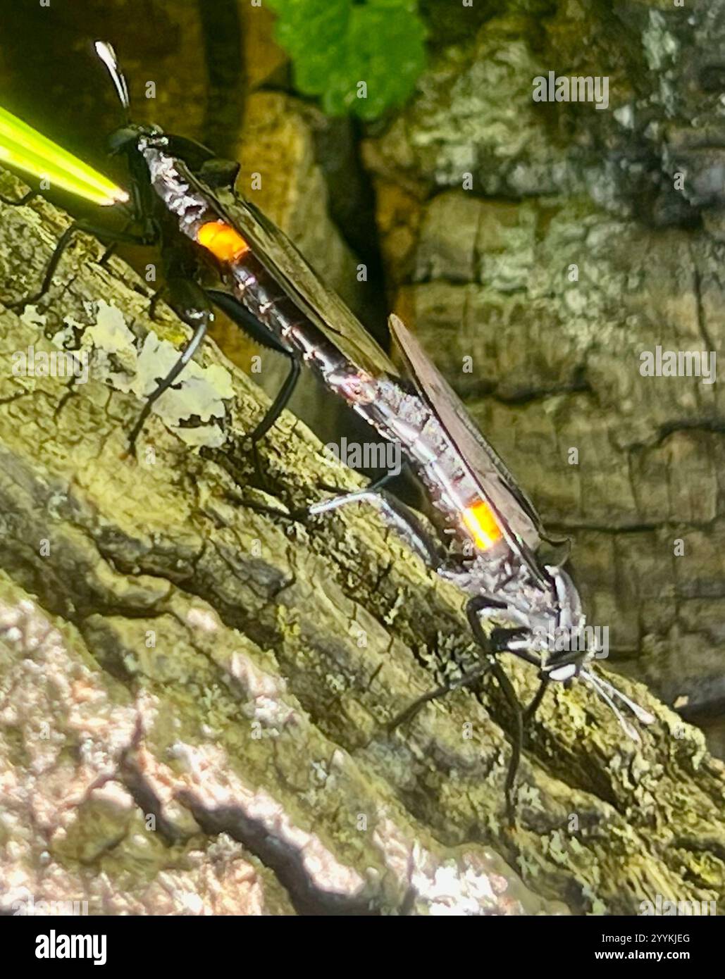 Clubbed mydas fly hi-res stock photography and images - Alamy