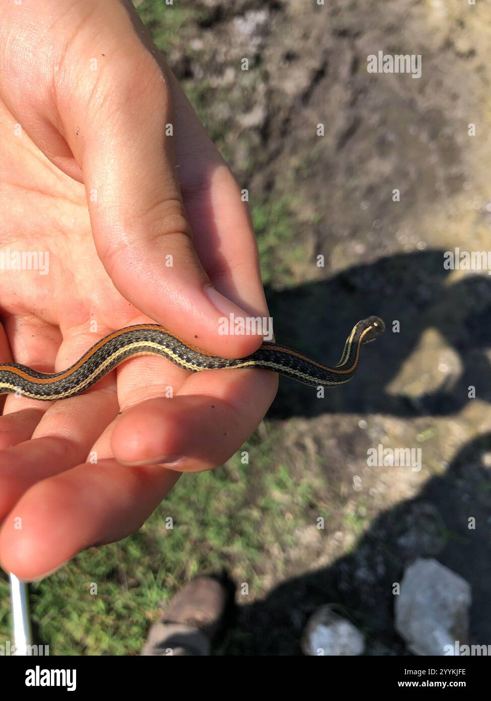 Western Ribbon Snake (Thamnophis proximus Stock Photo - Alamy