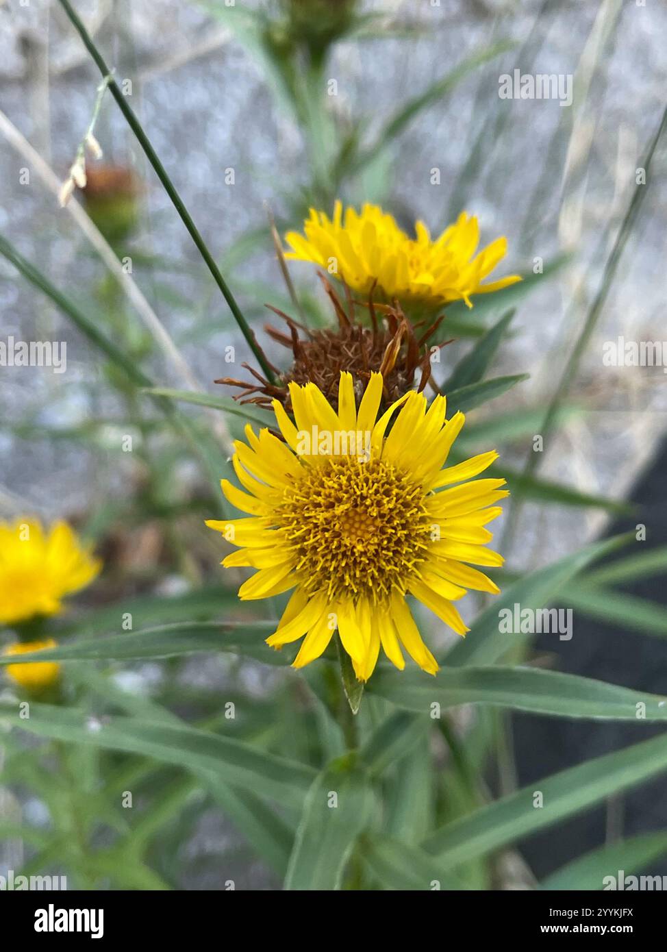 Sword-leaved Inula (Pentanema ensifolium Stock Photo - Alamy