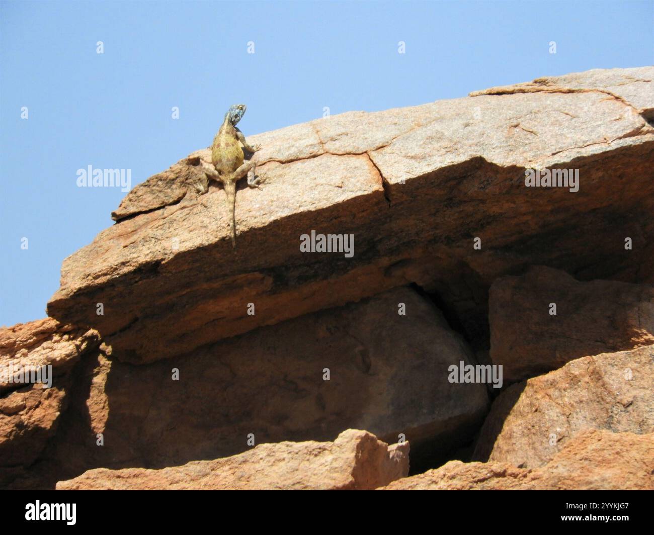 Southern Rock Agama (Agama atra Stock Photo - Alamy
