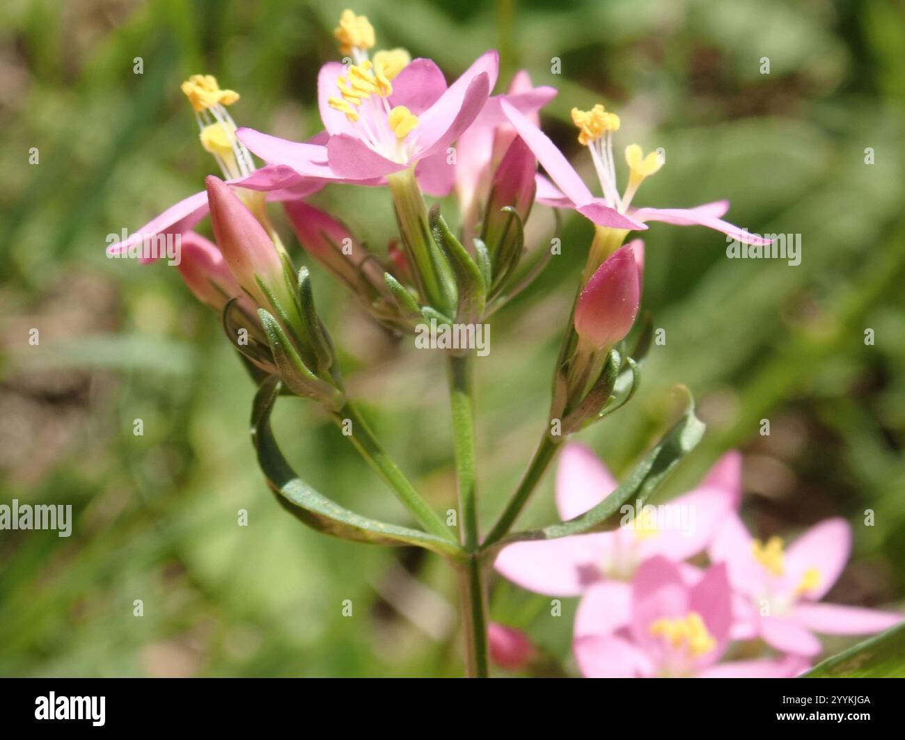 Lesser Centaury (Centaurium pulchellum Stock Photo - Alamy