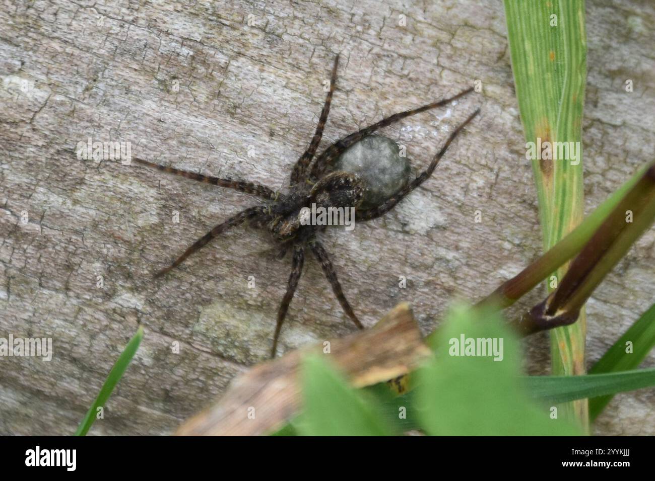 Thin-legged Wolf Spiders (Pardosa Stock Photo - Alamy