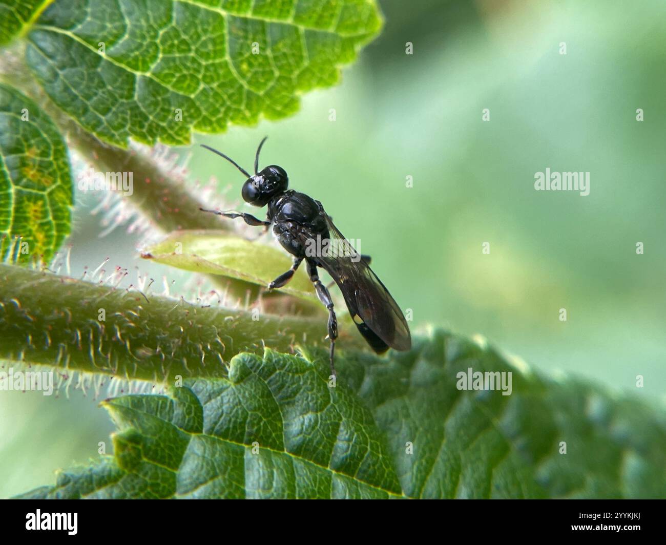 Square-headed Wasps, Sand Wasps, and Allies (Crabronidae Stock Photo ...
