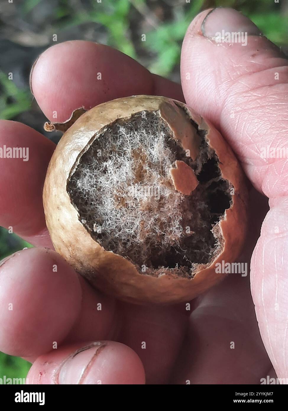 Spongy Oak Apple Gall Wasp (Amphibolips confluenta Stock Photo - Alamy
