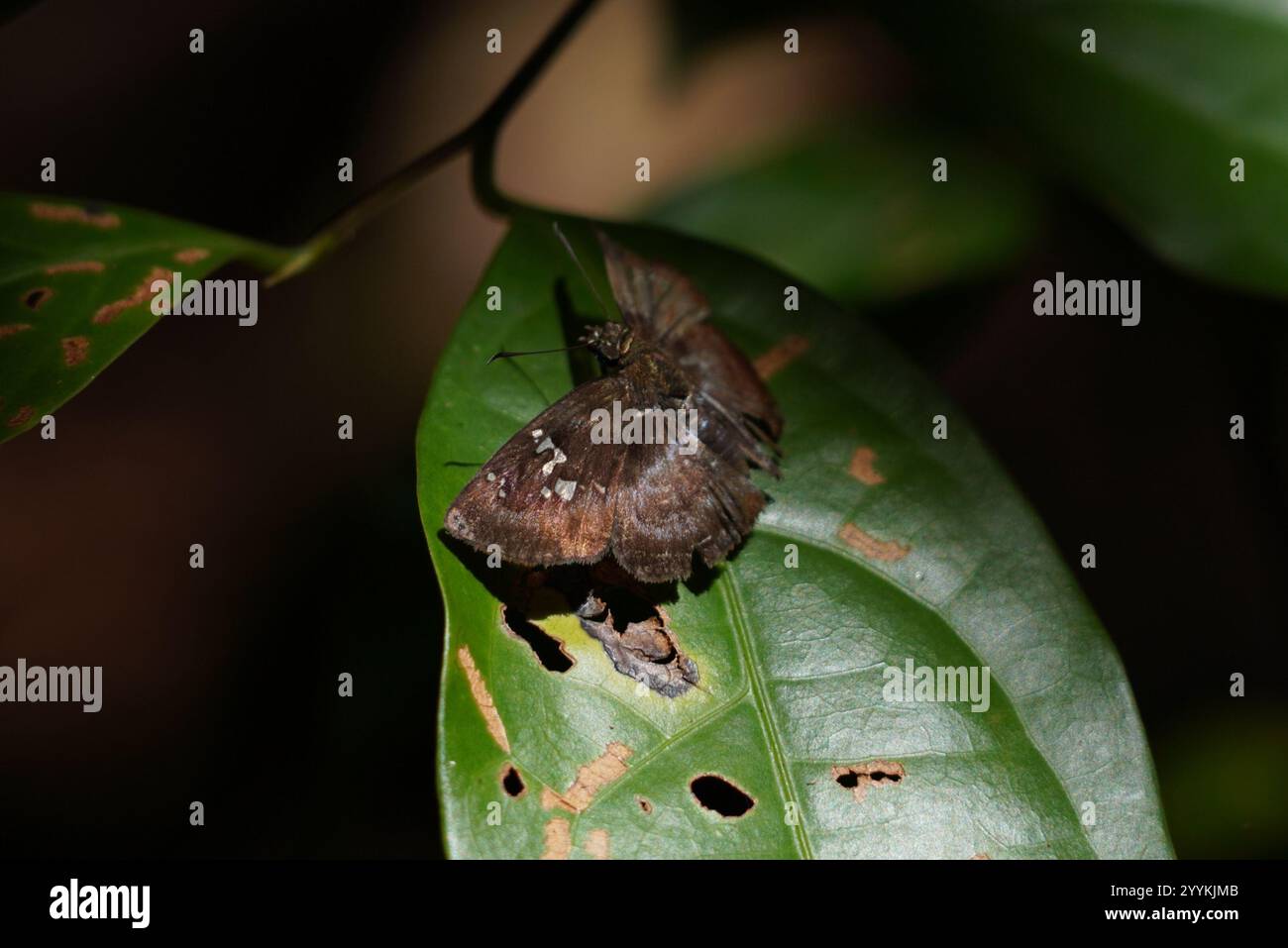 Common Blue-Skipper (Quadrus cerialis Stock Photo - Alamy