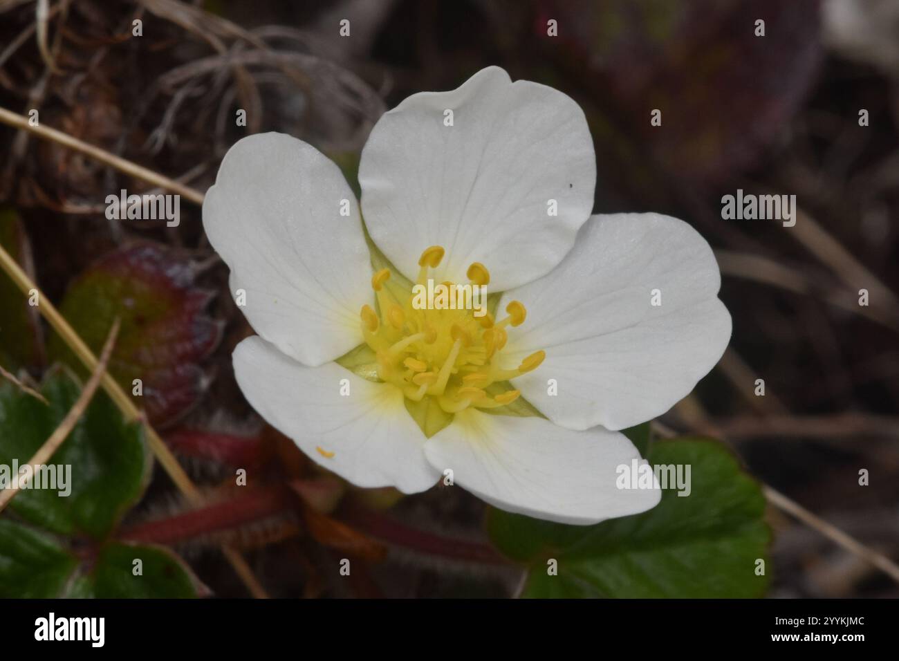 Beach strawberry fragaria chiloensis hi-res stock photography and ...