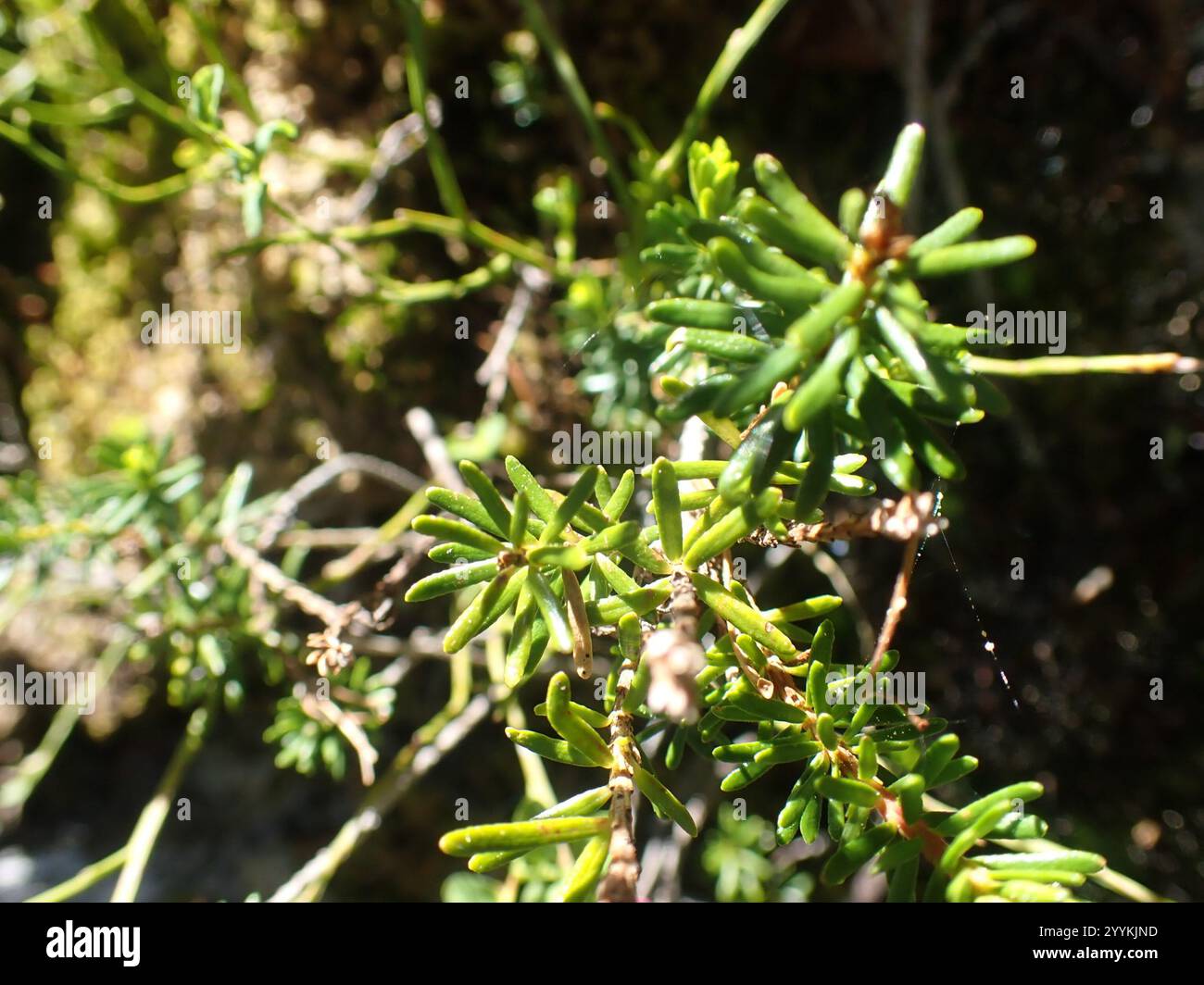 pink mountainheath (Phyllodoce empetriformis Stock Photo - Alamy