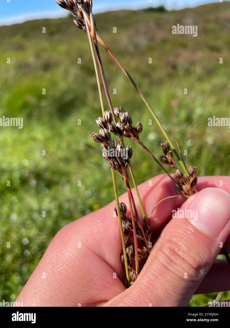 Heath rush juncus squarrosus hi-res stock photography and images - Alamy