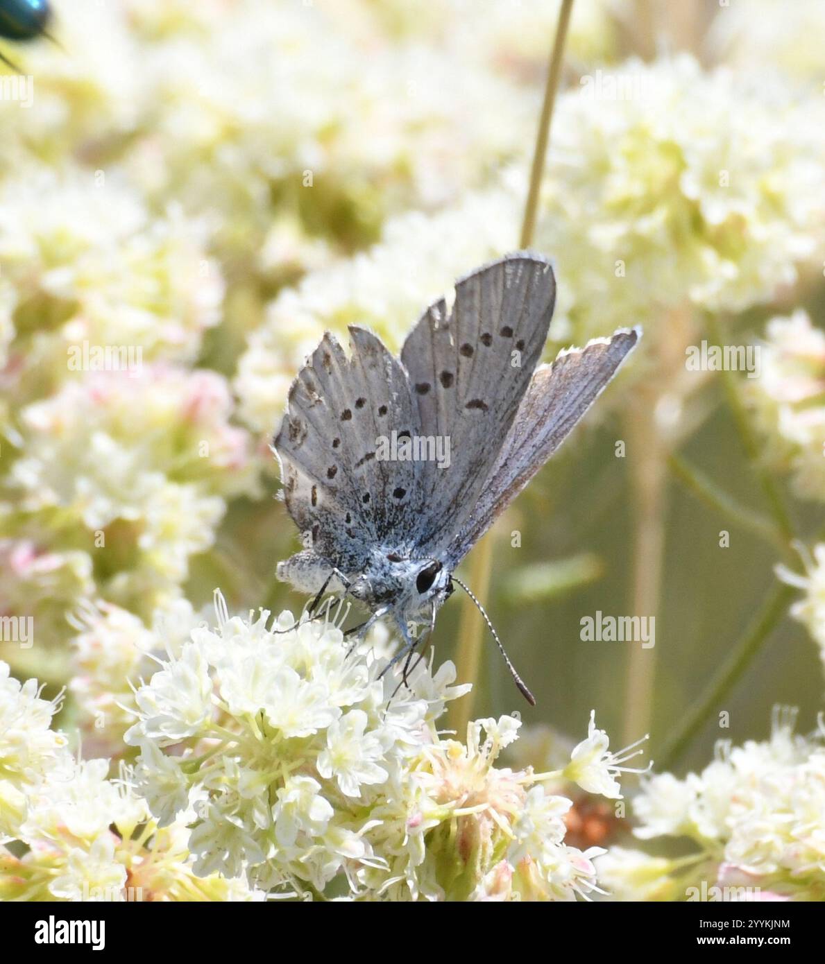 Plebejus anna hi-res stock photography and images - Alamy