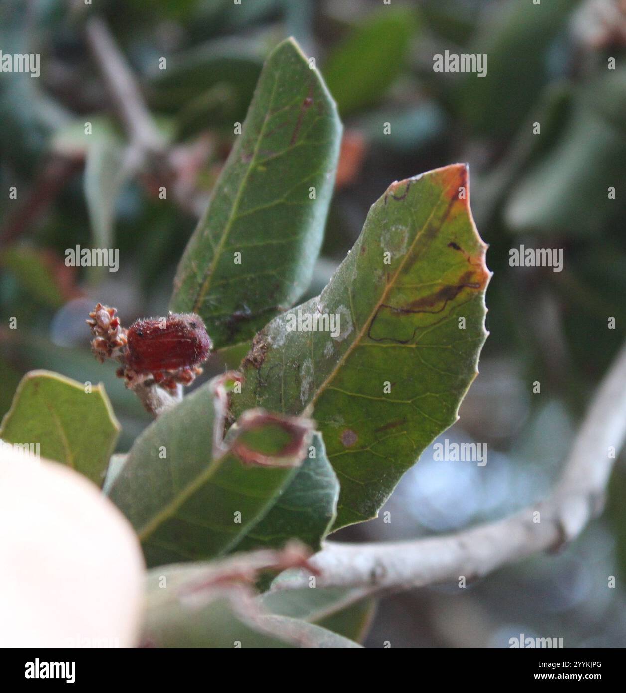 lemonade berry (Rhus integrifolia Stock Photo - Alamy