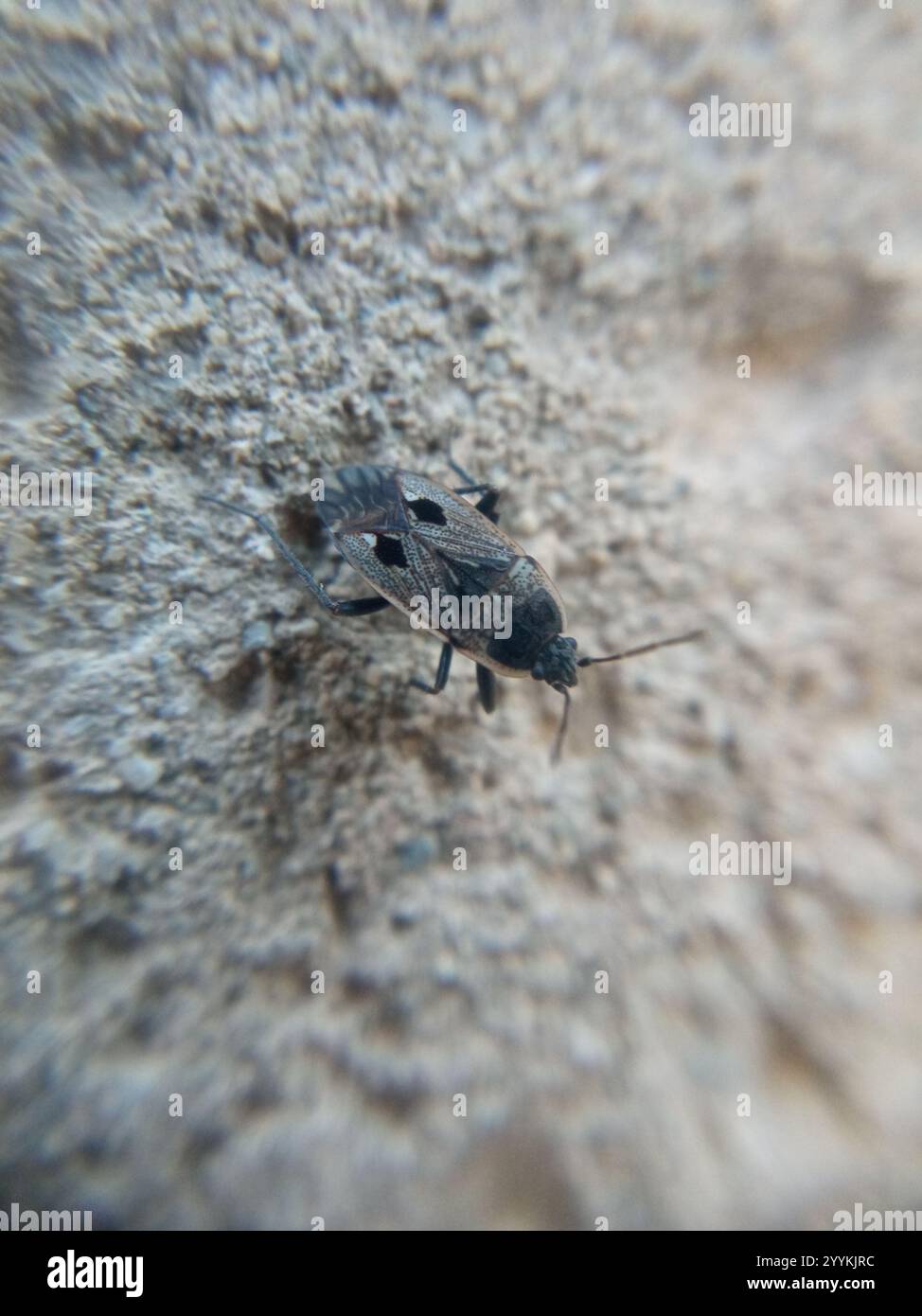 Lynceus hi-res stock photography and images - Alamy