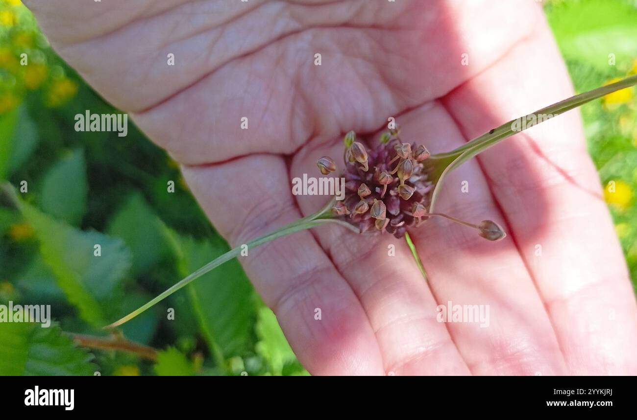 field garlic (Allium oleraceum Stock Photo - Alamy