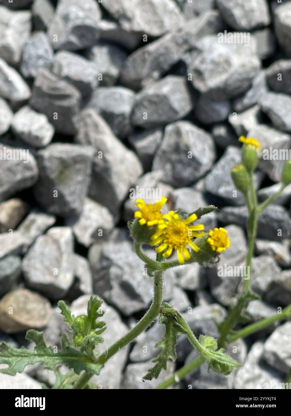 Sticky Groundsel (Senecio viscosus Stock Photo - Alamy