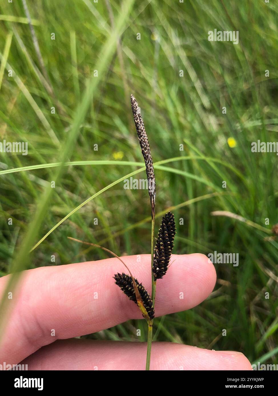 Smooth black sedge carex hi-res stock photography and images - Alamy