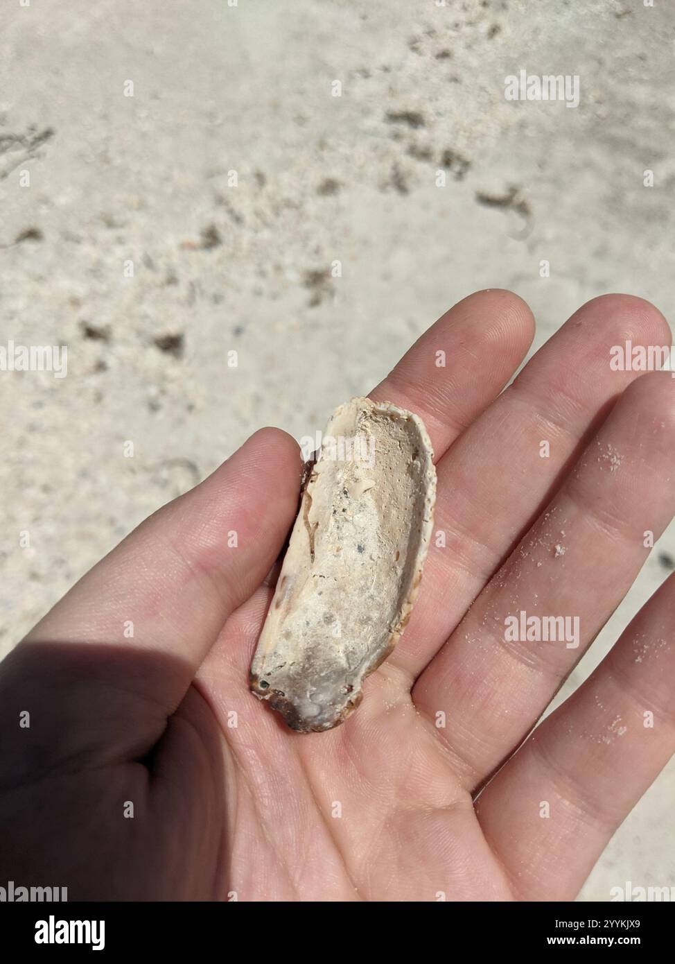 Turkey Wing (Arca zebra Stock Photo - Alamy