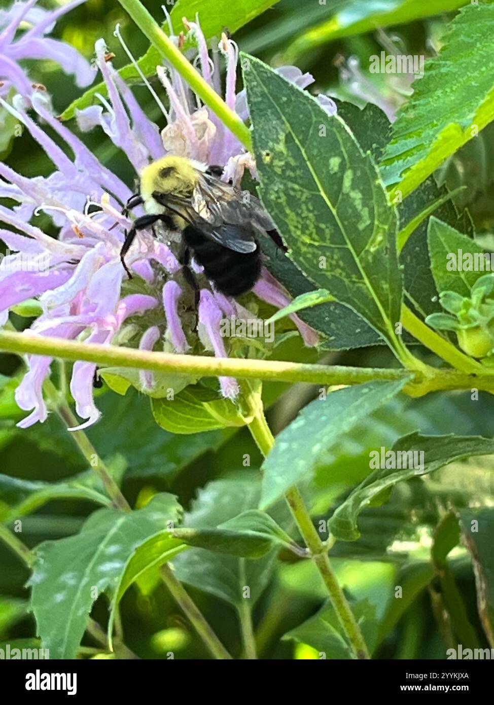 Two-spotted Bumble Bee (Bombus bimaculatus Stock Photo - Alamy