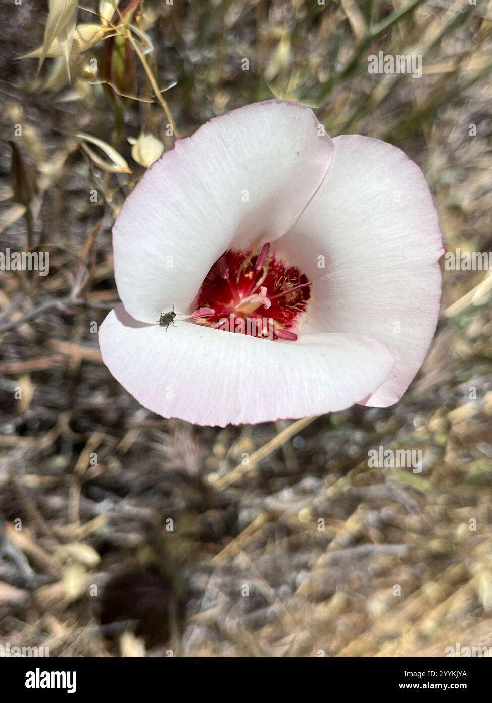 la panza mariposa lily (Calochortus simulans Stock Photo - Alamy