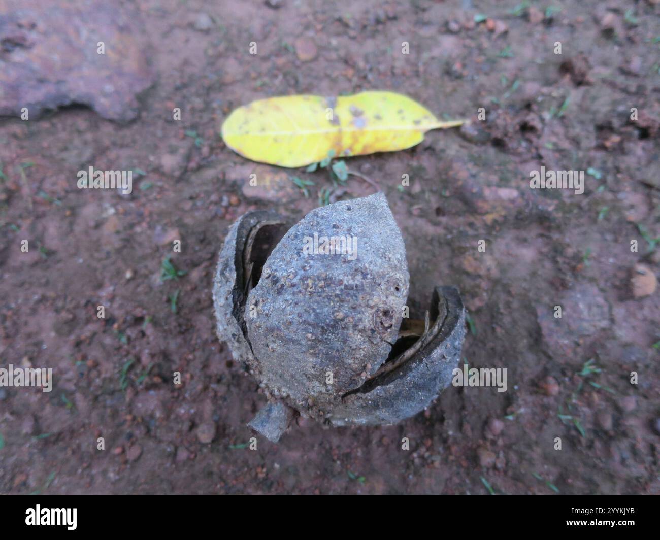 African mahogany (Khaya senegalensis Stock Photo - Alamy
