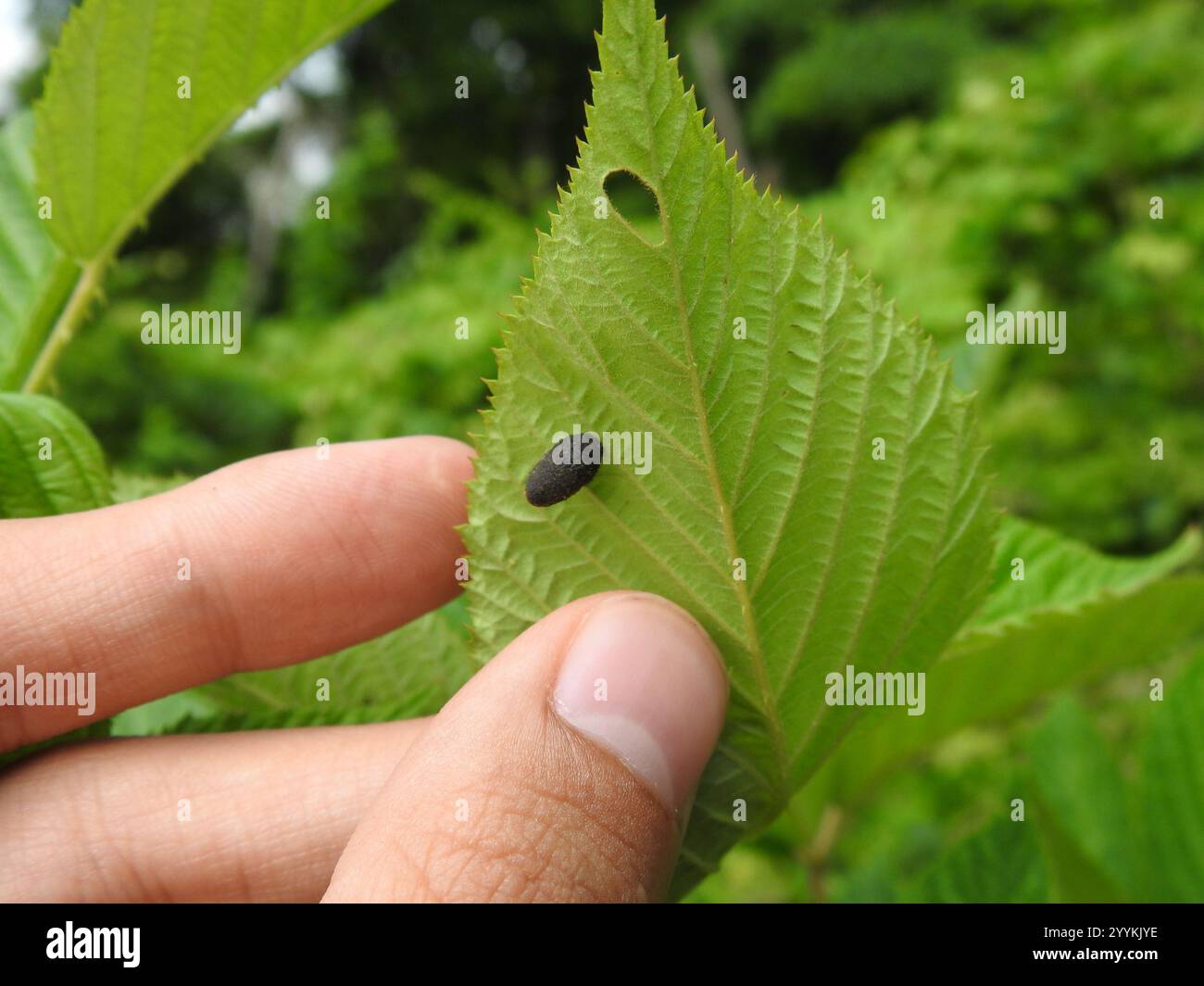 Case-bearing Leaf Beetles (Cryptocephalinae Stock Photo - Alamy