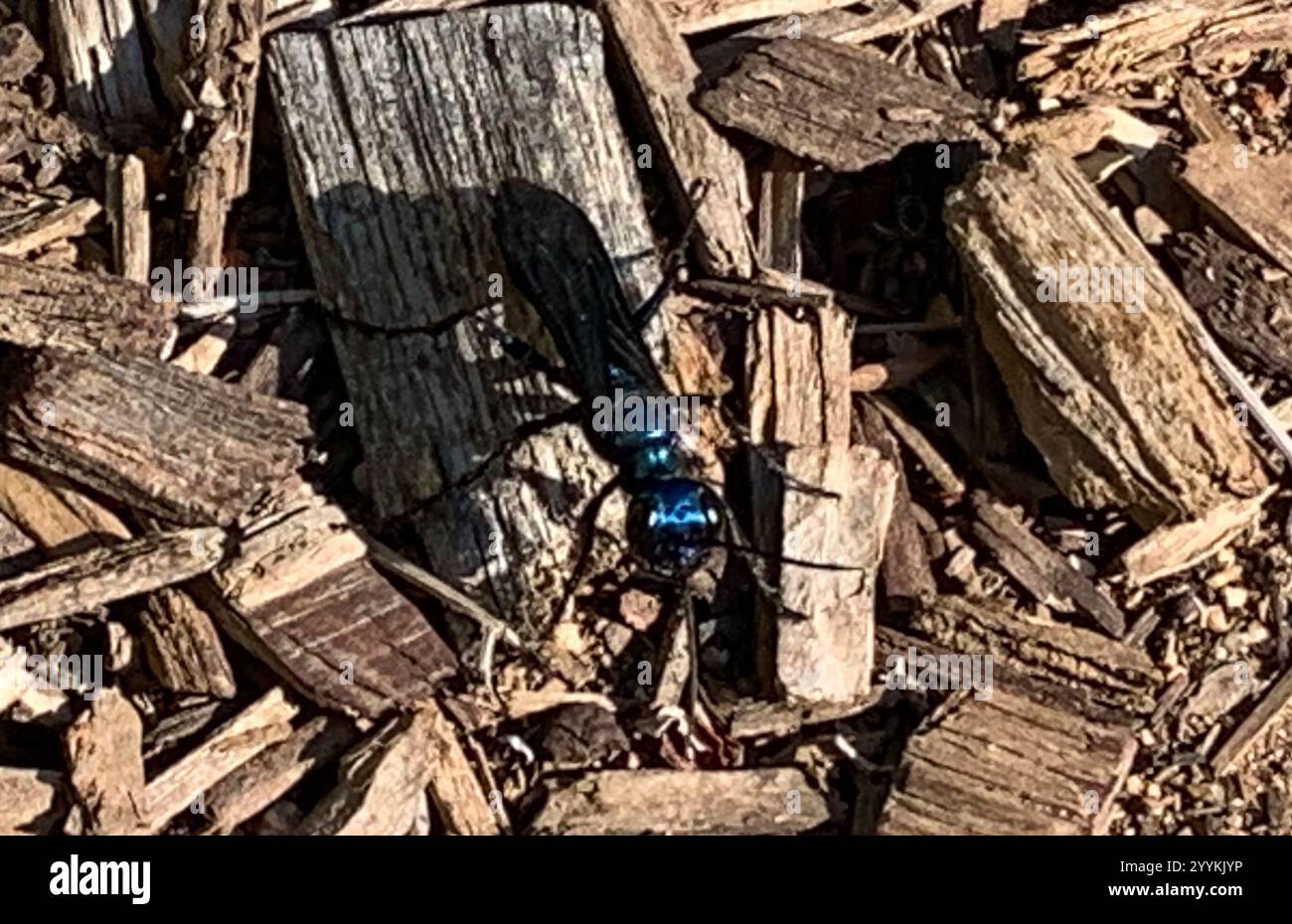 Steel-blue Cricket-hunter Wasp (Chlorion aerarium Stock Photo - Alamy