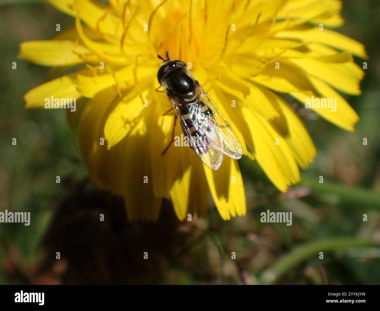Large-tailed Aphideater (Eupeodes volucris Stock Photo - Alamy