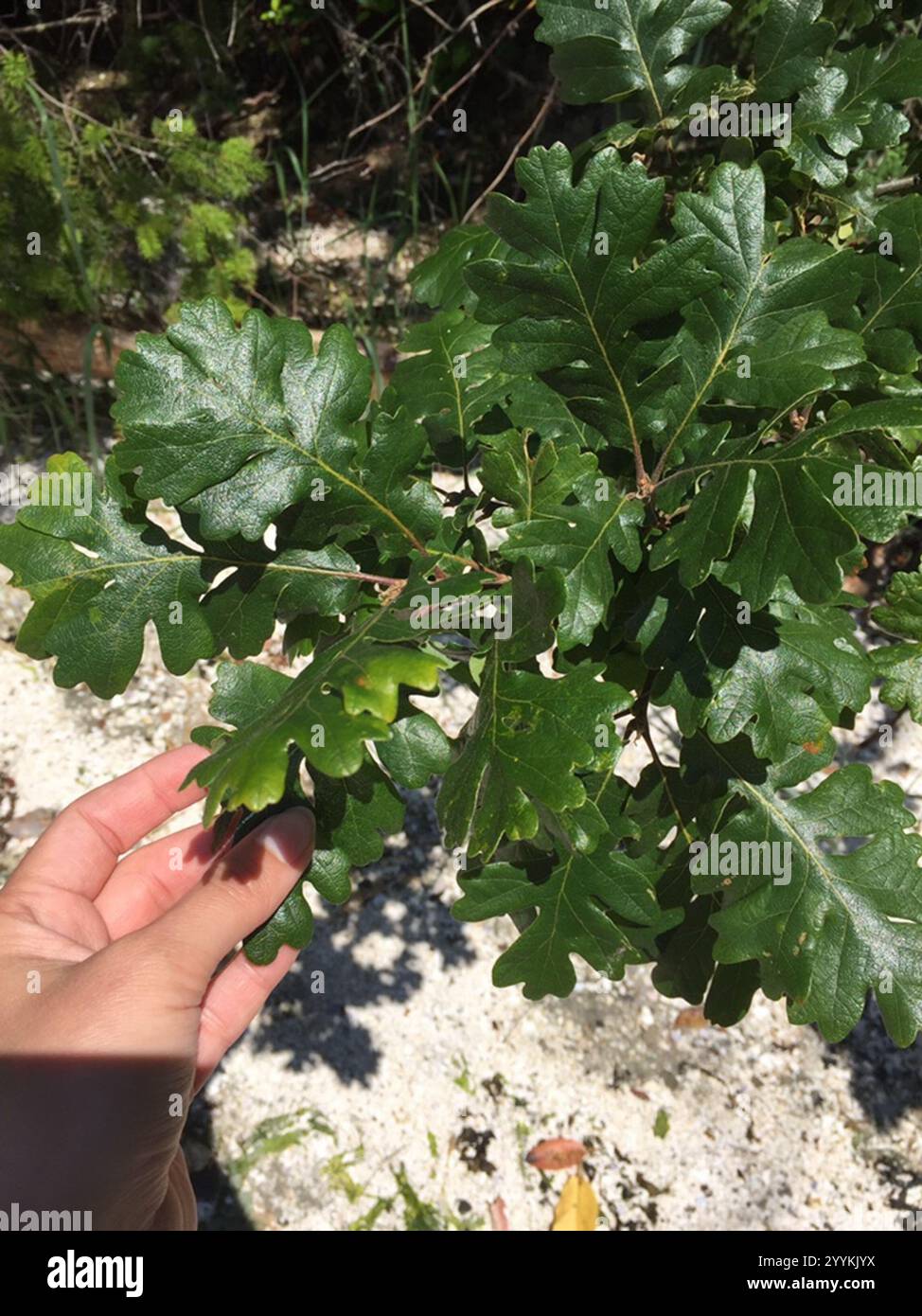 Oregon oak (Quercus garryana Stock Photo - Alamy