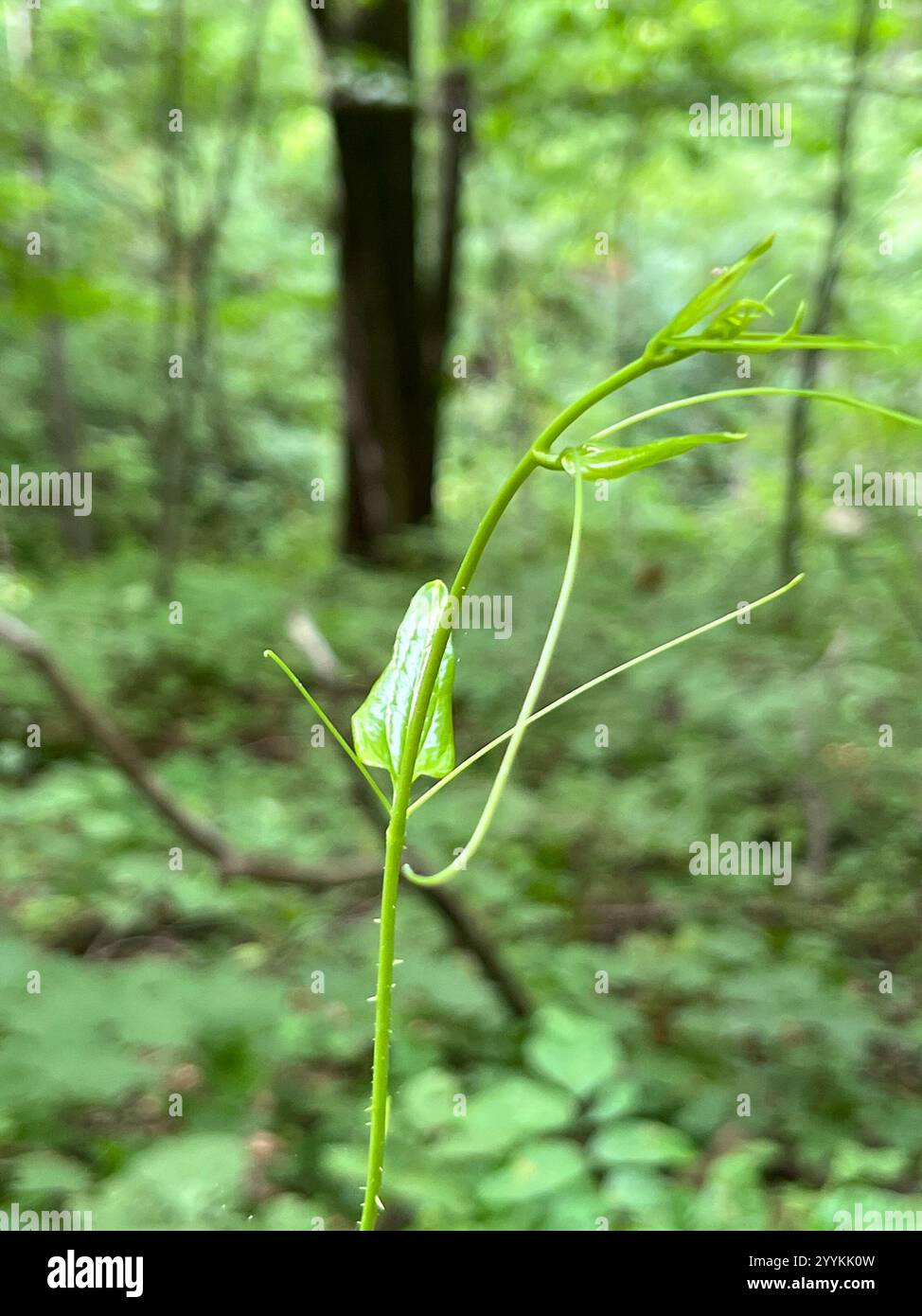 bristly greenbrier (Smilax tamnoides Stock Photo - Alamy