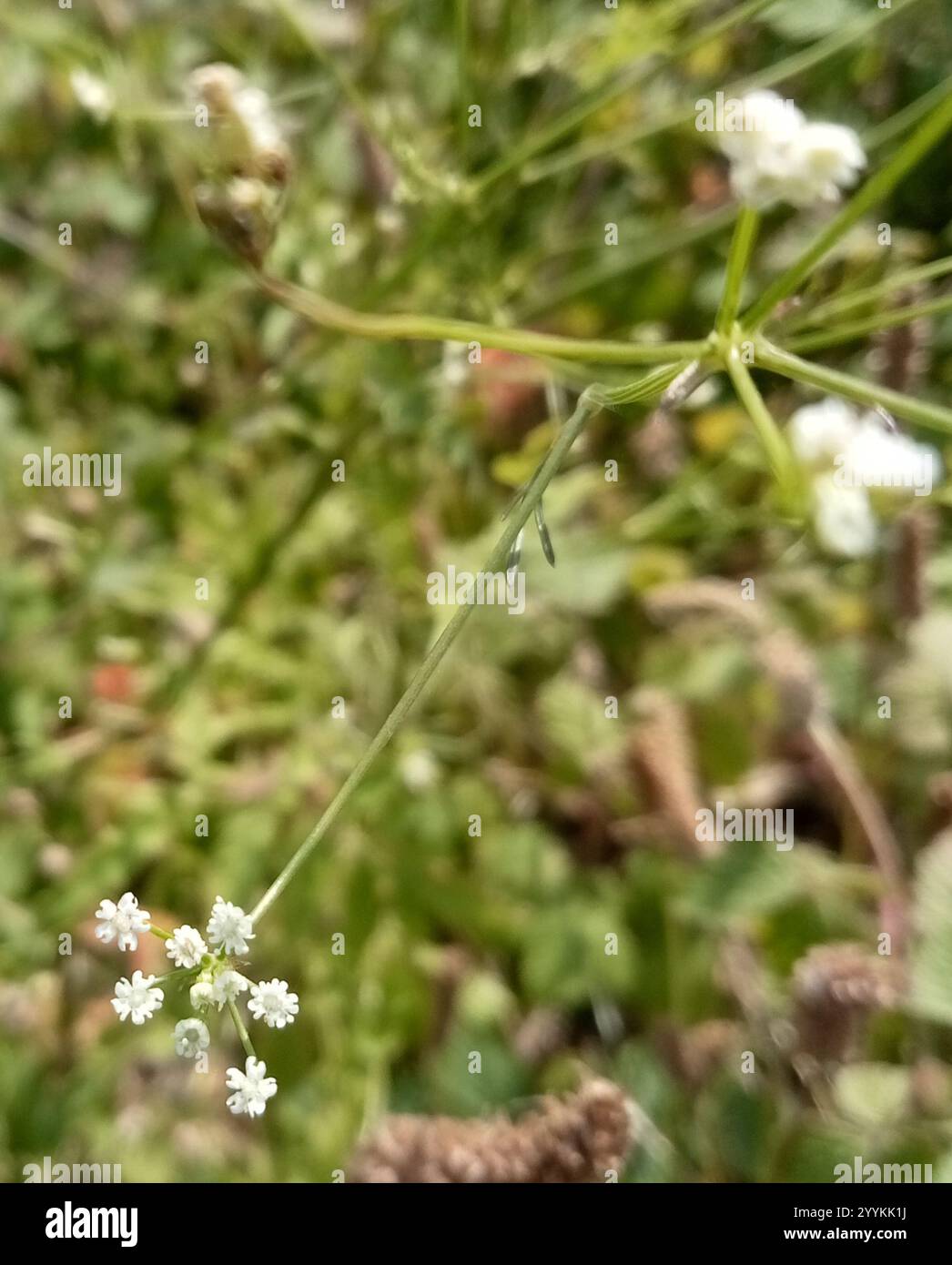 stone parsley (Sison amomum Stock Photo - Alamy