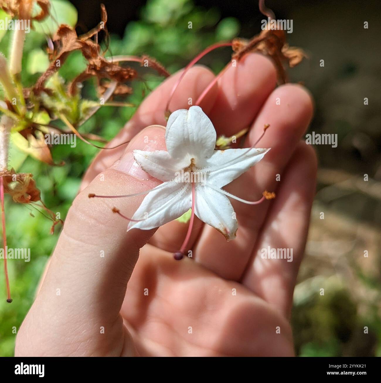 swamp azalea (Rhododendron viscosum Stock Photo - Alamy