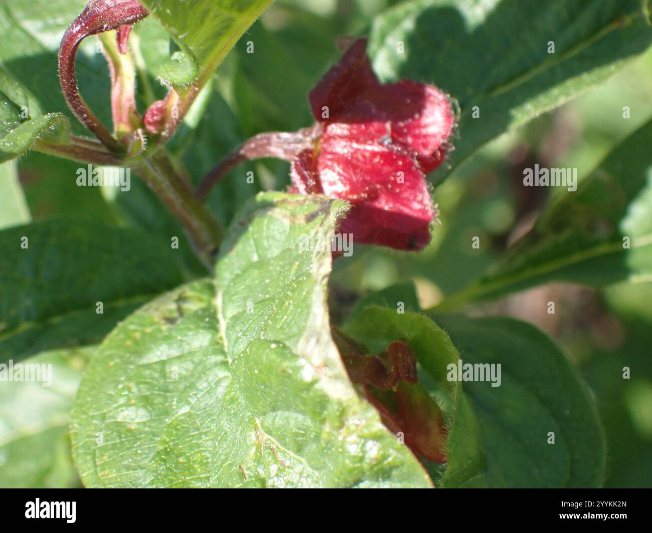 twinberry honeysuckle (Lonicera involucrata Stock Photo - Alamy